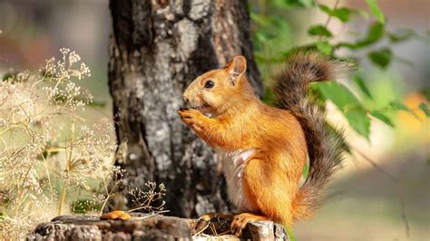 Gilhari Aka Squirrel At Home घर में गिलहरी के आने से क्या होता है Gilhari Significance