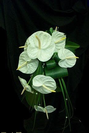 White Anthurium Bridal Bouquet For Wedding Ceremony White Anthurium