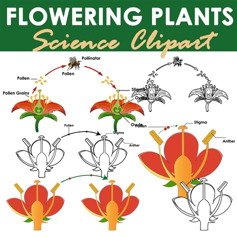 Flowering Plant Life Cycle Clipart Fertilization Germination