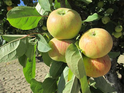 Gravenstein Apple