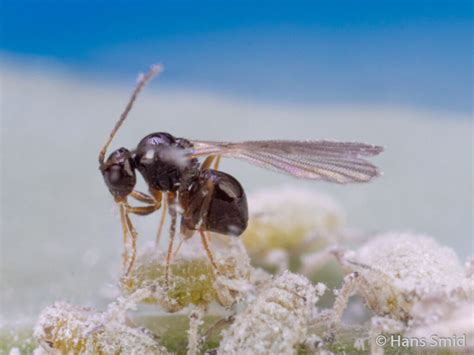 Hyperparasitoids Bugsinspacenl