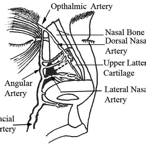 External Nose Vascular Supply Gray Arrow Angular Artery Black Arrow