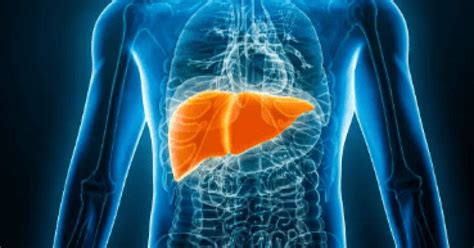 [1분건강] 국내 연구진 굳어가는 간 진단 기준점 소개