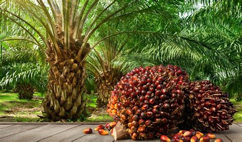 Q With Reference To ‘palm Oil Consider The Following Statements