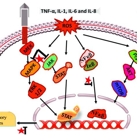 Different Pathways Inhibited And Modulated By Luteolin For