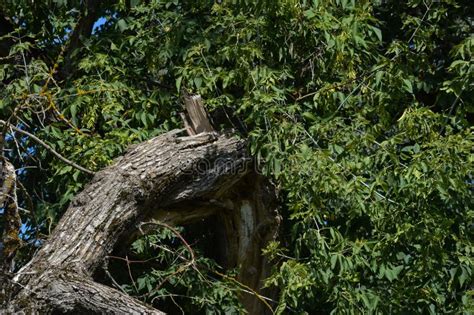 A Broken Tree Branch The Bark Of The Trunk Background For The Design