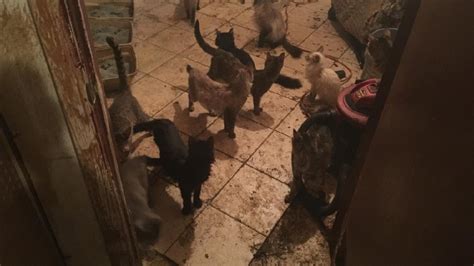 More Than A Dozen Cats Found Dead Inside Home