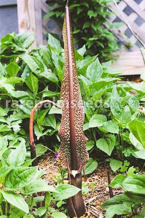 Types Of Voodoo Lily