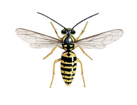 Red Wasp Flying