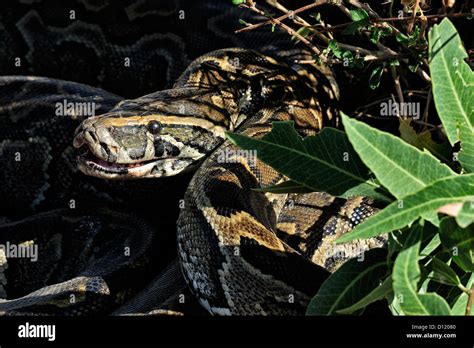 African Rock Python Python Sebae Pythonidae Pokot Tribe Land Kenya