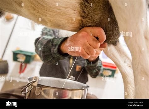 Close Milking Hi Res Stock Photography And Images Alamy