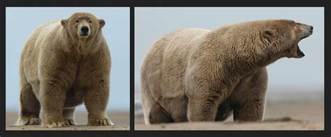 Can We Add Fat Albert To Rust Polar Bear That Lives In Kaktovik