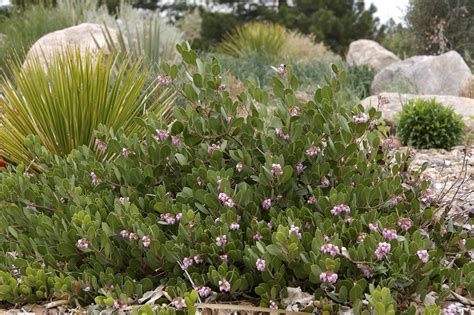 Recommended Plant List City Of Fort Collins