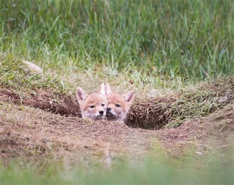 How To Find A Coyote Den What To Look For And Tips • Outdoors Mecca