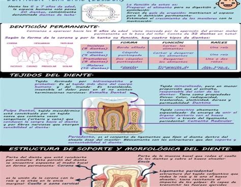 Infografias Tipos De DenticiÓn