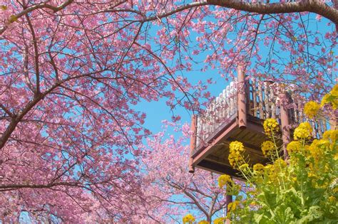 Sakura Natural Sky Free Photo On Pixabay Pixabay