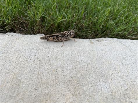 Large Grasshopper Like Big In Central Texas Rwhatbugisthis