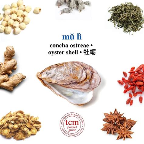 Mu Li • Concha Ostraea • 牡蛎 Tcm Pocketguide