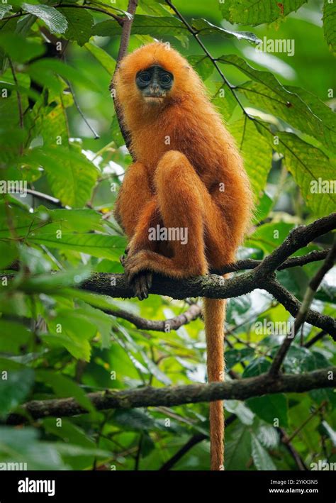 Maroon Langur Or Leaf Monkey Or Red Leaf Monkey Presbytis Rubicunda
