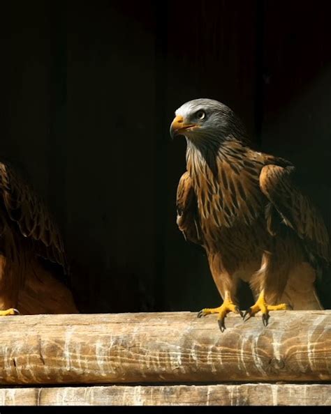 Eagal Best Eagal Youtube