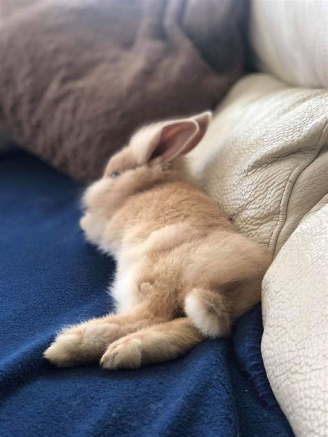 Bunny Bunnyrabbits Rabbitsofinstagram Rabbits Cute Cuteanimals