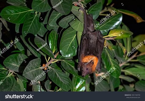 Chiroptera 1 692 Photos Et Images De Stock Shutterstock