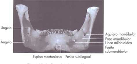 Figure 3 From EvaluaciÓn Del Hueso Basal Para El Tratamiento