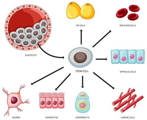 Stem Cell Everon Life Sciences
