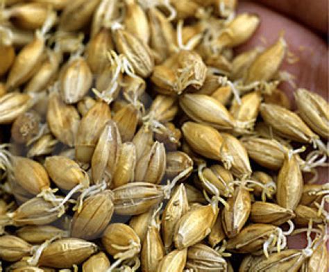 Malt Définition Cest Quoi