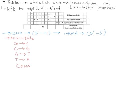 Nucleotide Amino Acid Translation Table Cabinets Matttroy
