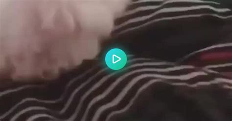 Barking Cat Album On Imgur