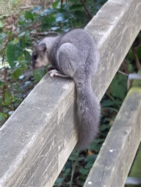 What Do Glis Glis Look Like Glis Glis