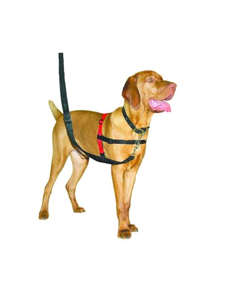 Halti Harnas Voor Honden Goedkoop Online Kopen