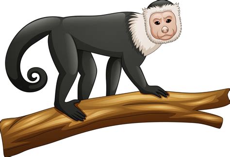 Ilustración De Mono Capuchino Aislado Sobre Fondo Blanco 8387972