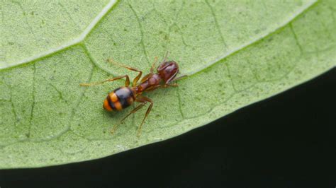 Dolichoderus Lutosus