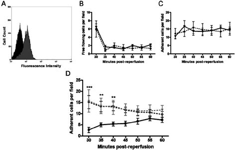 Pre Treatment Of Hpc 7 Cells With A Cd31 Function Blocking Antibody