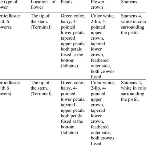 Qualitative Character Of Ocimum Basilicum L Flower Ocb Ocimum