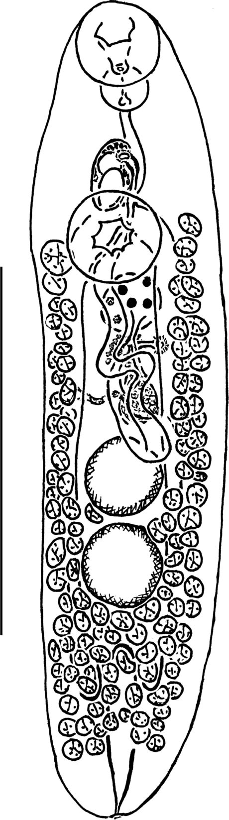 Paragenophore Of Allocreadium Sp From The Intestine Of Oreoleuciscus Download Scientific