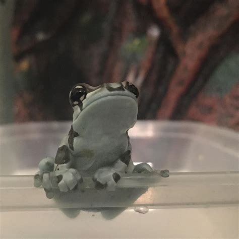 His Little Hands Scrolller