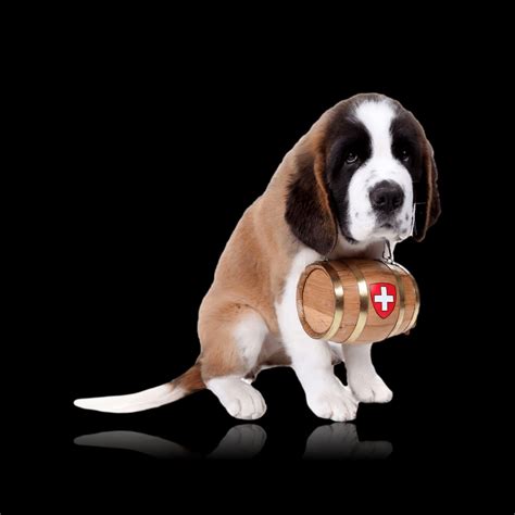 St Bernard Whiskey Barrel Etsy
