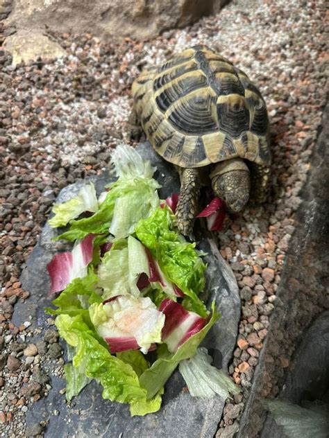 Petr Lachnit Jak Magistrátní Zastupitelé Rozdojili Kozla Prahain