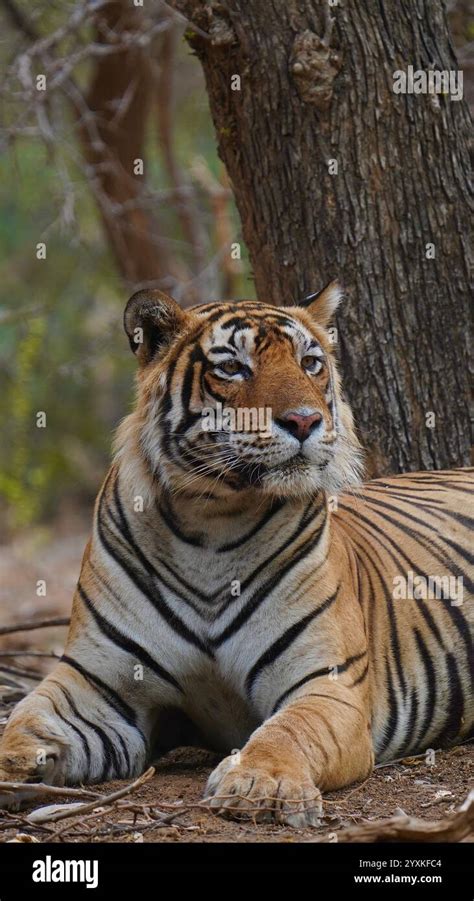 Tigre De Bengala Salvaje