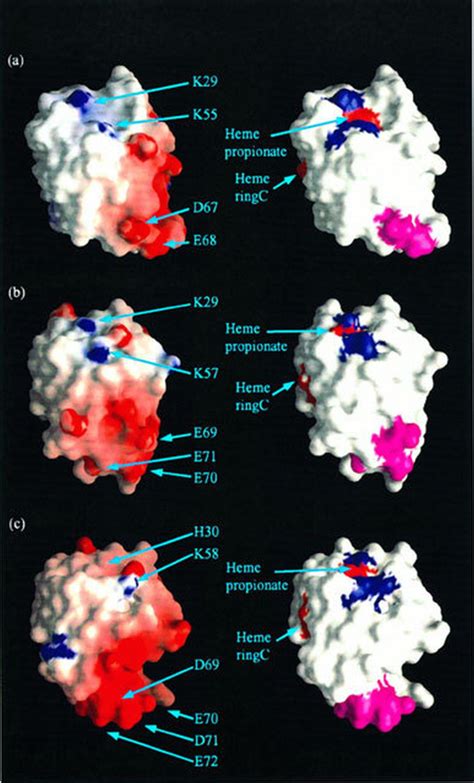 Solution Structure Of Cytochrome C6 From The Thermophilic