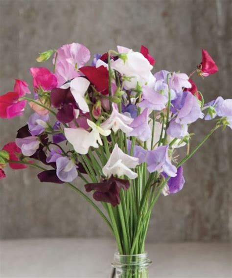 Spencer Ripple Formula Mix Sweet Pea Seed Seedsday