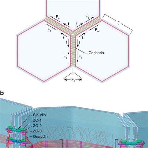 Critical Intra And Intercellular Forces Acting Within A Polarized Download Scientific Diagram