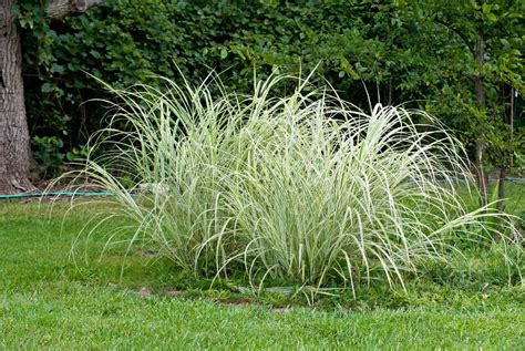 Growing Sedge Plants Cultivating Different Types Of Sedge Imp World