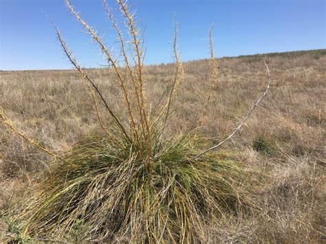 Sky Island Alliance Friday Flora Feature Bear Grass
