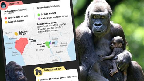 Los Gorilas Bajo Amenaza Las Especies Que Se Encuentran En Peligro De Extinción