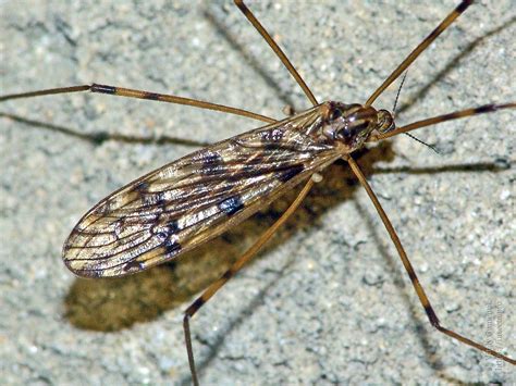 Photo 93358 Tipula Sp