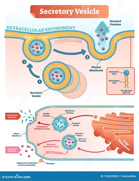 Secretory Cartoons Illustrations And Vector Stock Images 646 Pictures To Download From